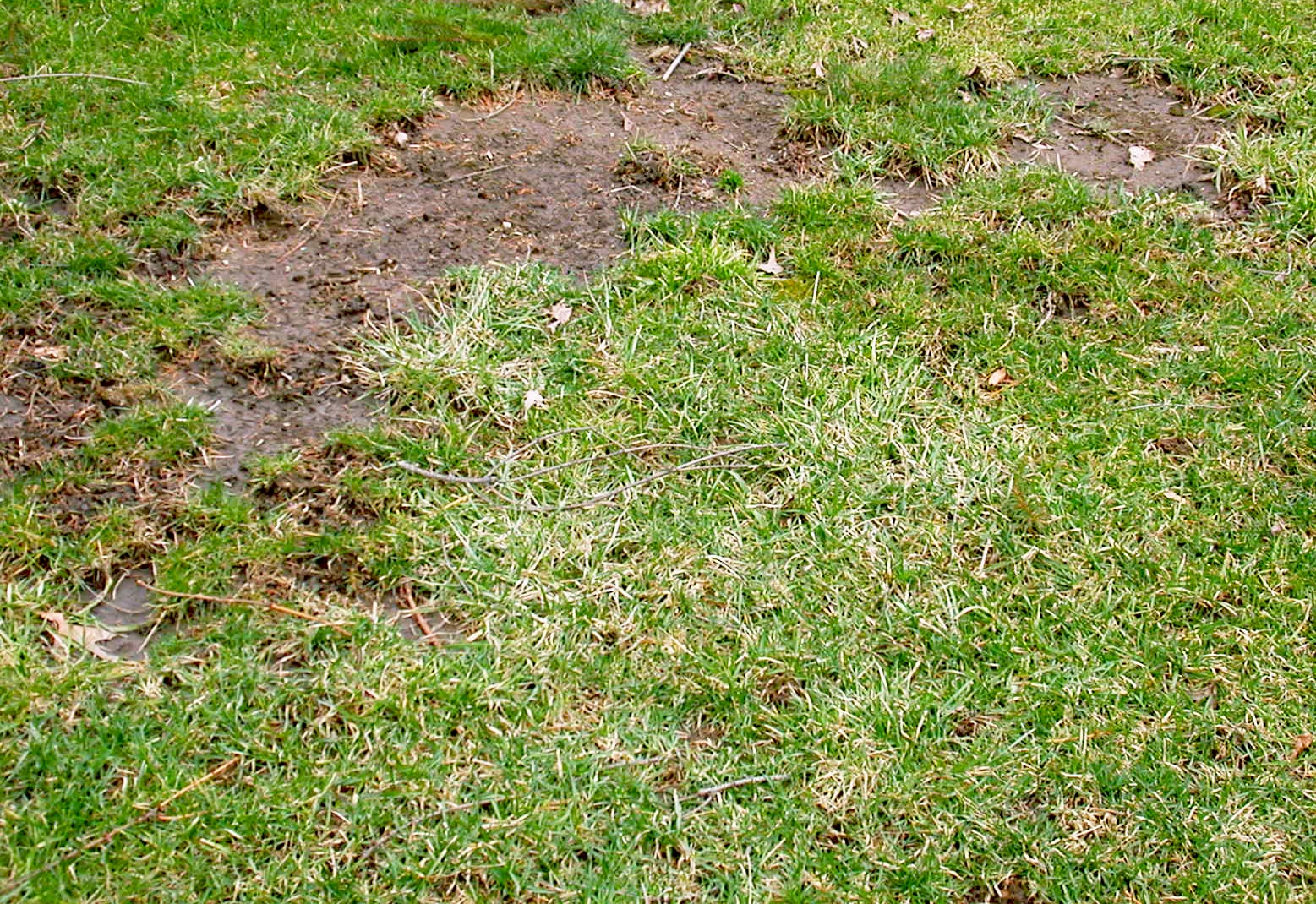 Common Lawn Issues