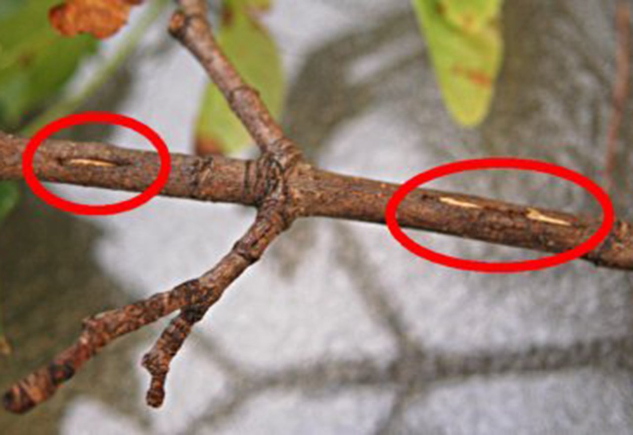 The Return Of The 17-Year Locusts!