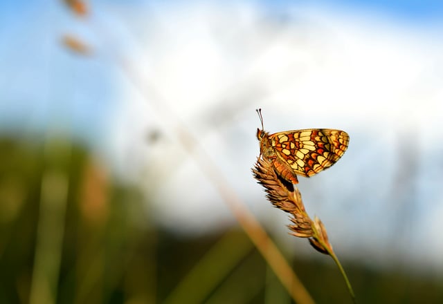 Embrace the Wild Violets in Your Lawn