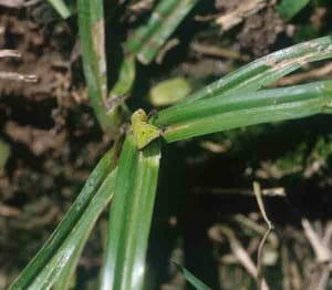 Control Nutsedge Organically