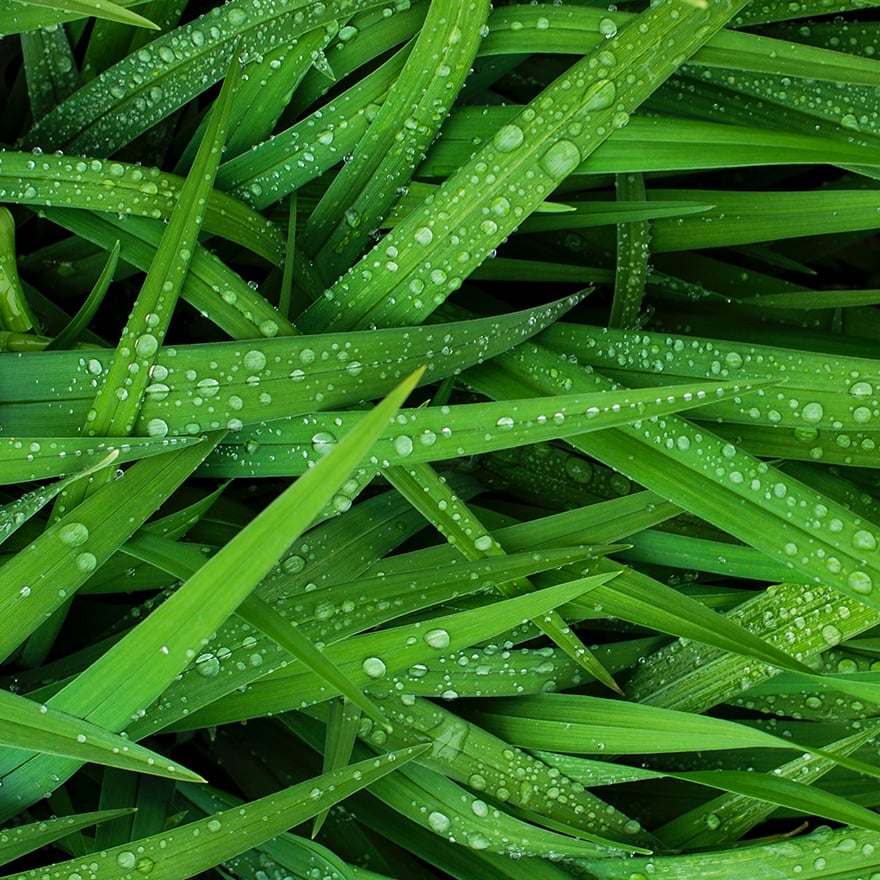 Organic Lawn Care | Good Nature Organic Lawn Care