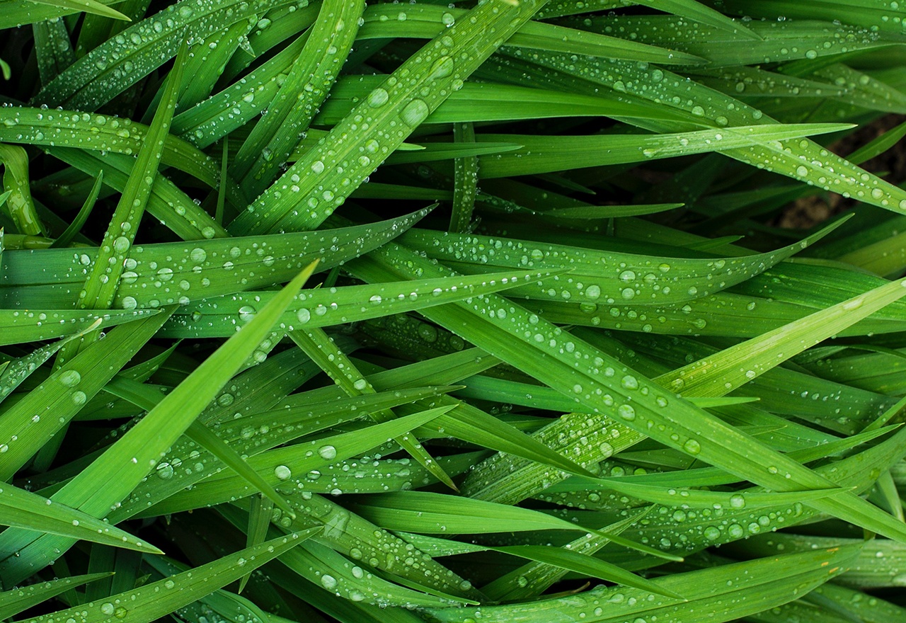 Good Grasses