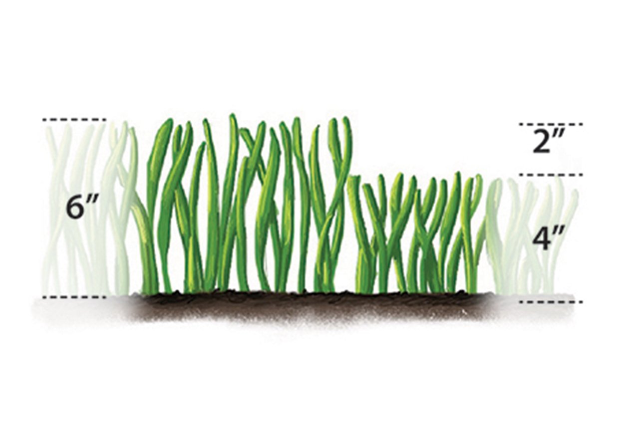Mowing Tips For Organic Lawn Care