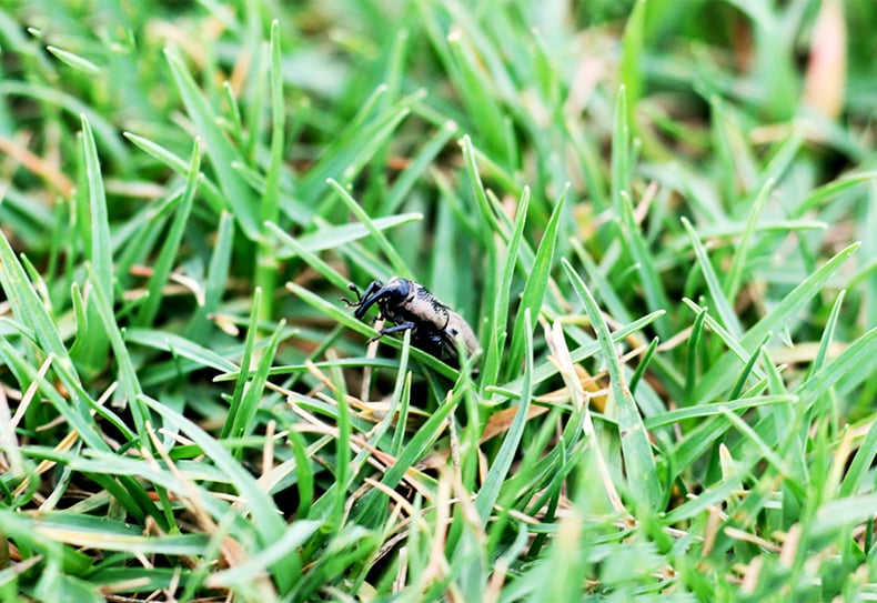 Billbug Lawn Damage In Your Lawn