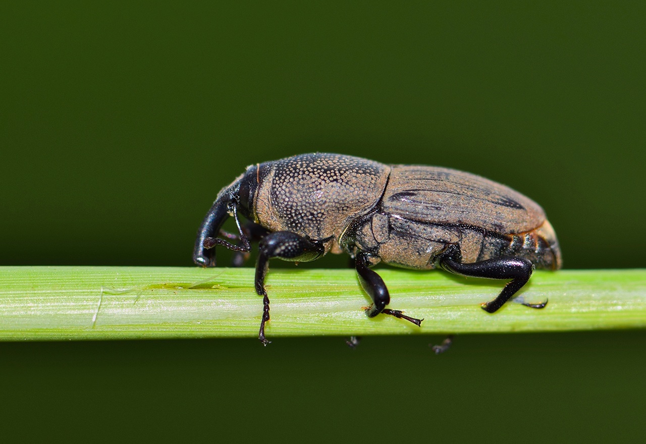 Spring Insect Control | Good Nature Organic Lawn Care