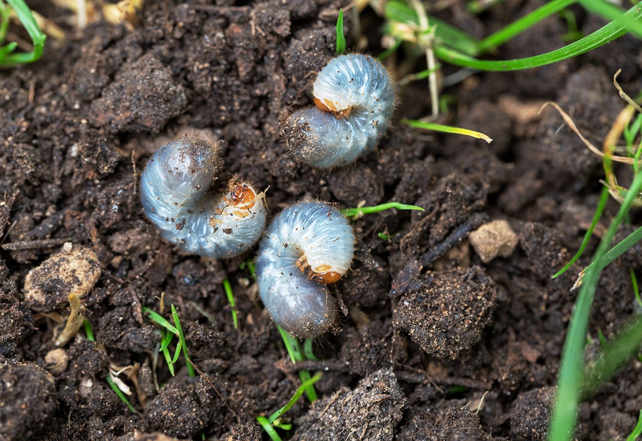 How to Control Grubs Without Chemicals