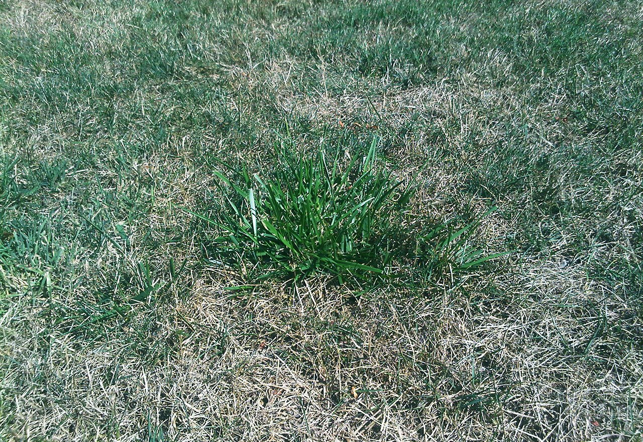 Common Lawn Issues