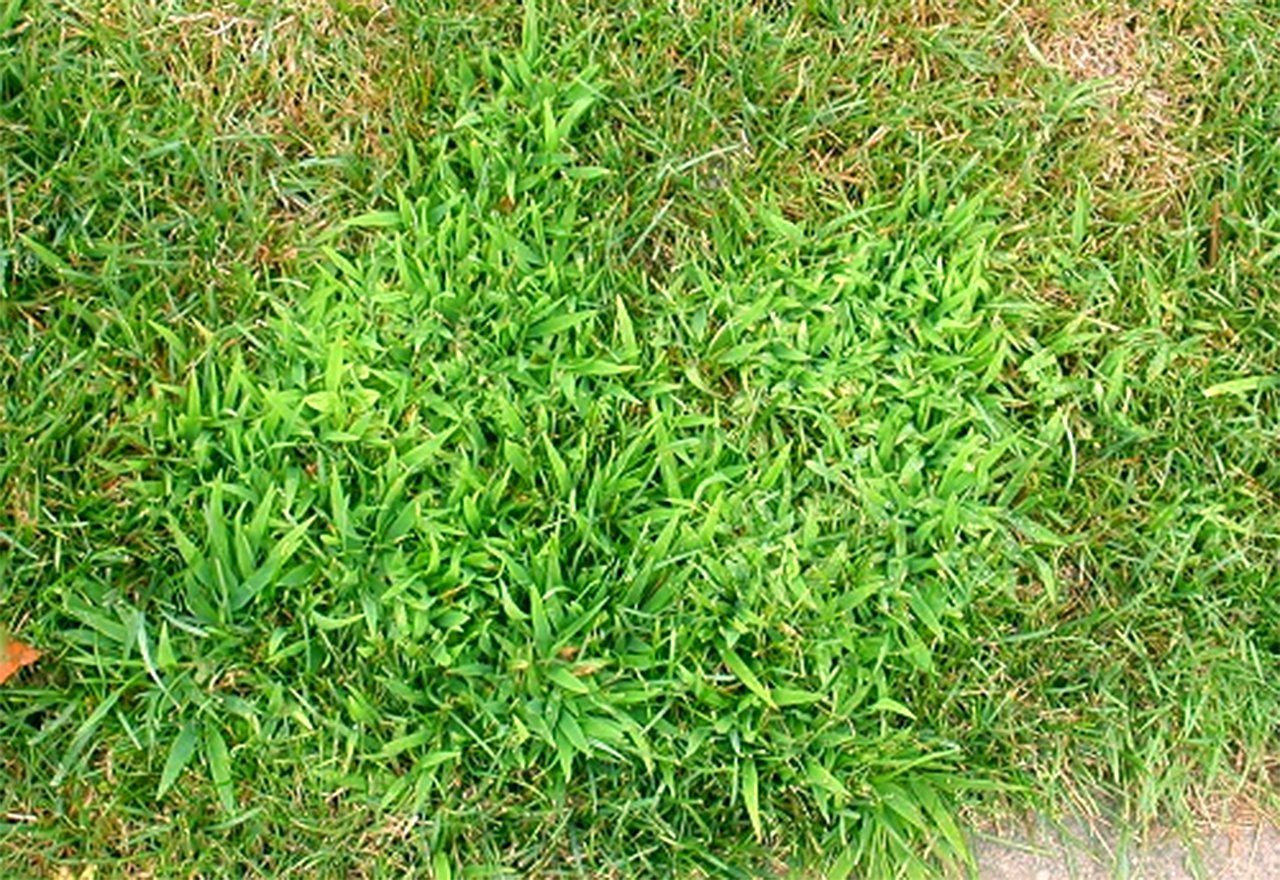 Crabgrass