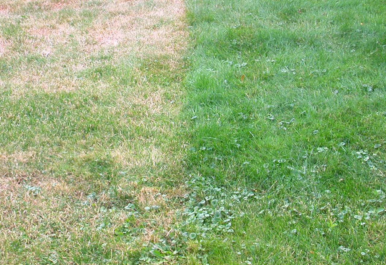 Common Lawn Issues