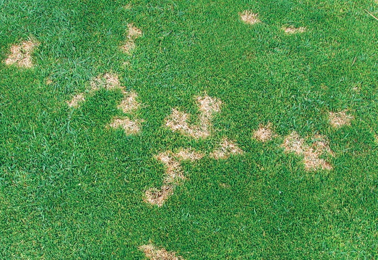 Common Lawn Issues