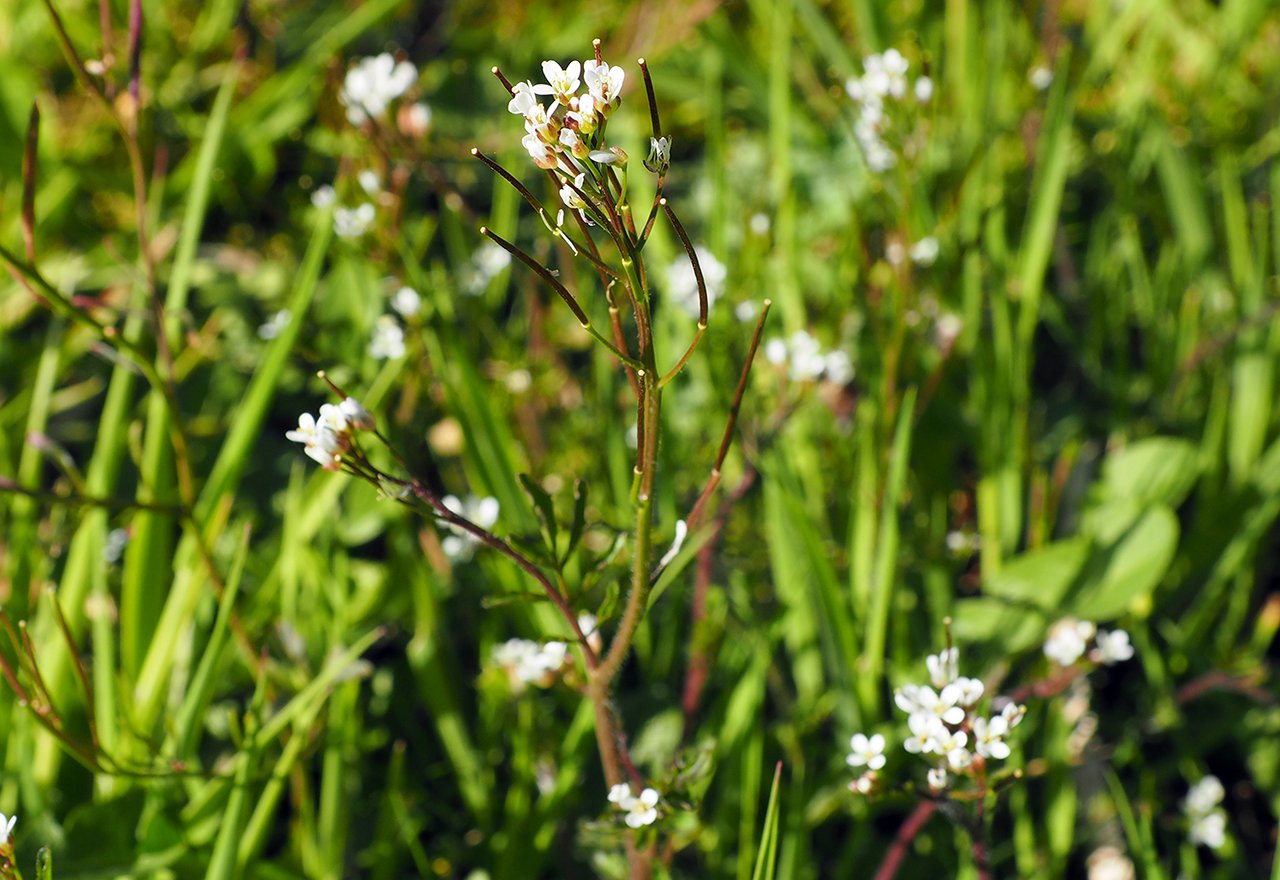 Hairy Bittercress