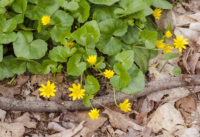 Lesser Celandine