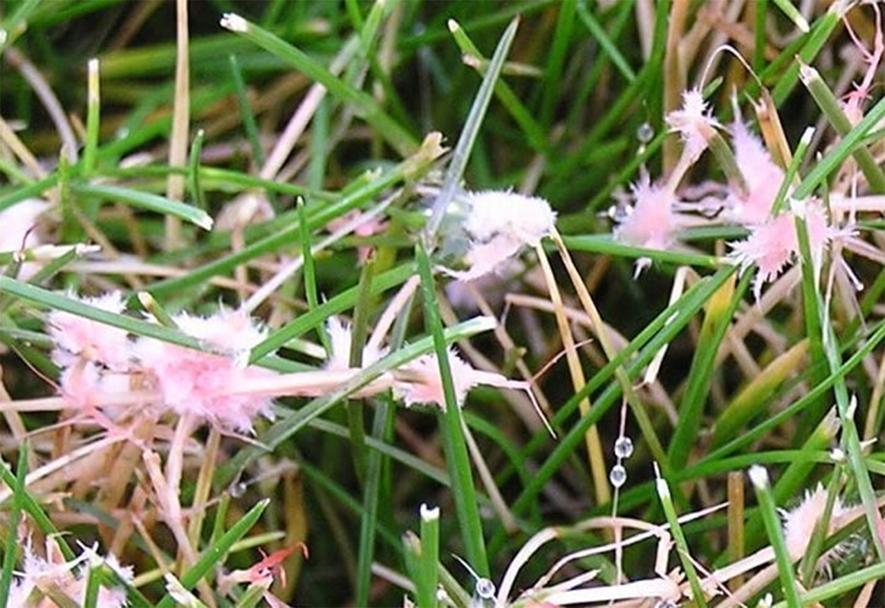 Pink Patch Disease Lawn Fungal Disease