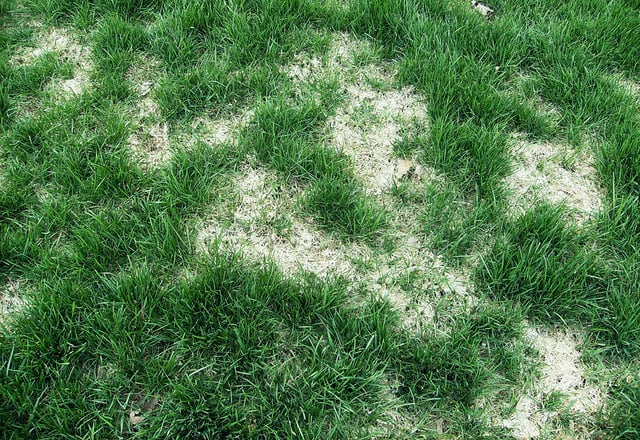 Snow Mold Disease