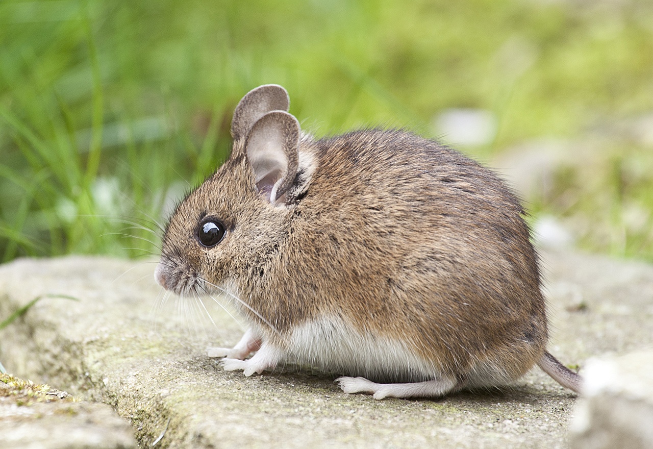 Mice and Moles Love Our Mild Winter