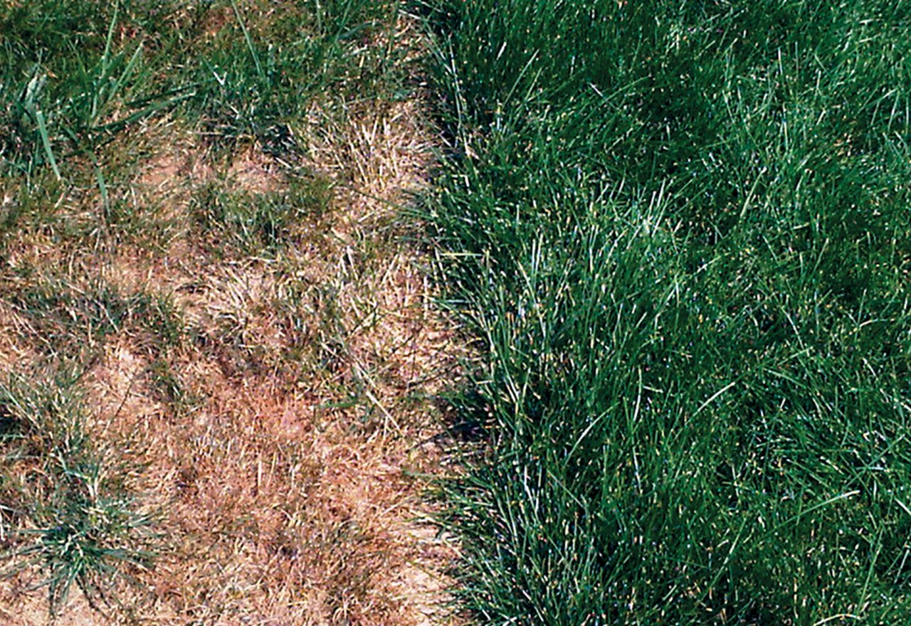 Multicolored Patchy Lawn