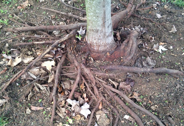 Will Putting Mulch Around A Tree Kill It?