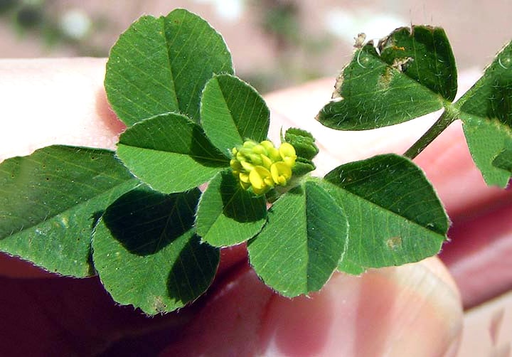 How To Get Rid Of Black Medic In Lawn