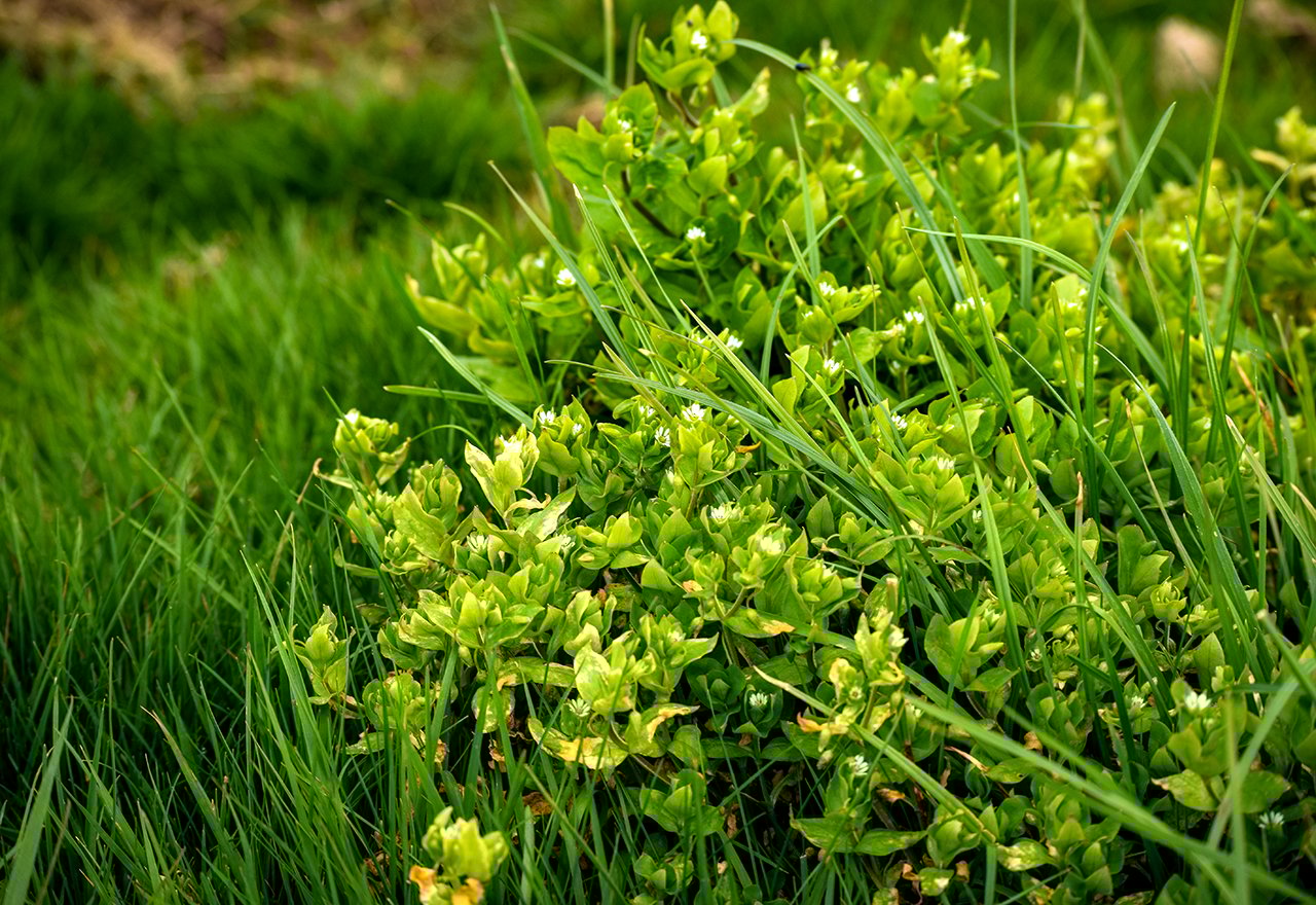 Eliminate Chickweed From Your Lawn