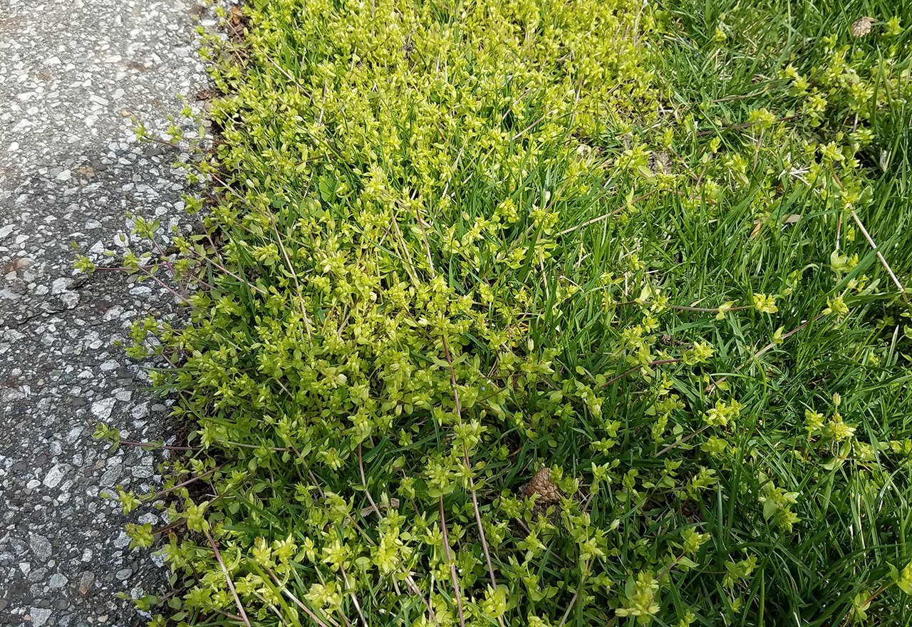 Eliminate Chickweed From Your Lawn