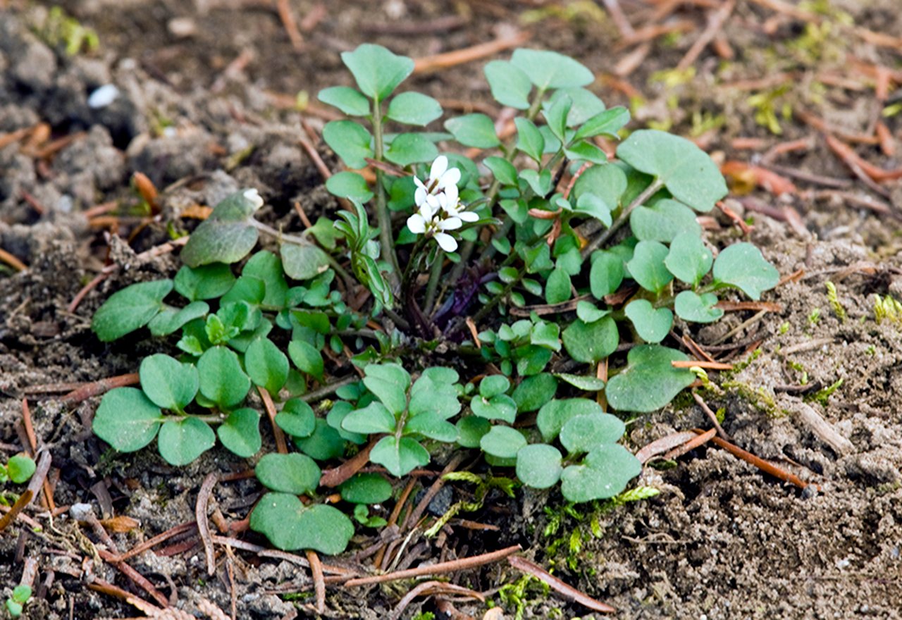 Hairy Bittercress