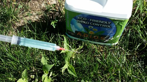 How to Kill Thistles Organically - Without Chemicals